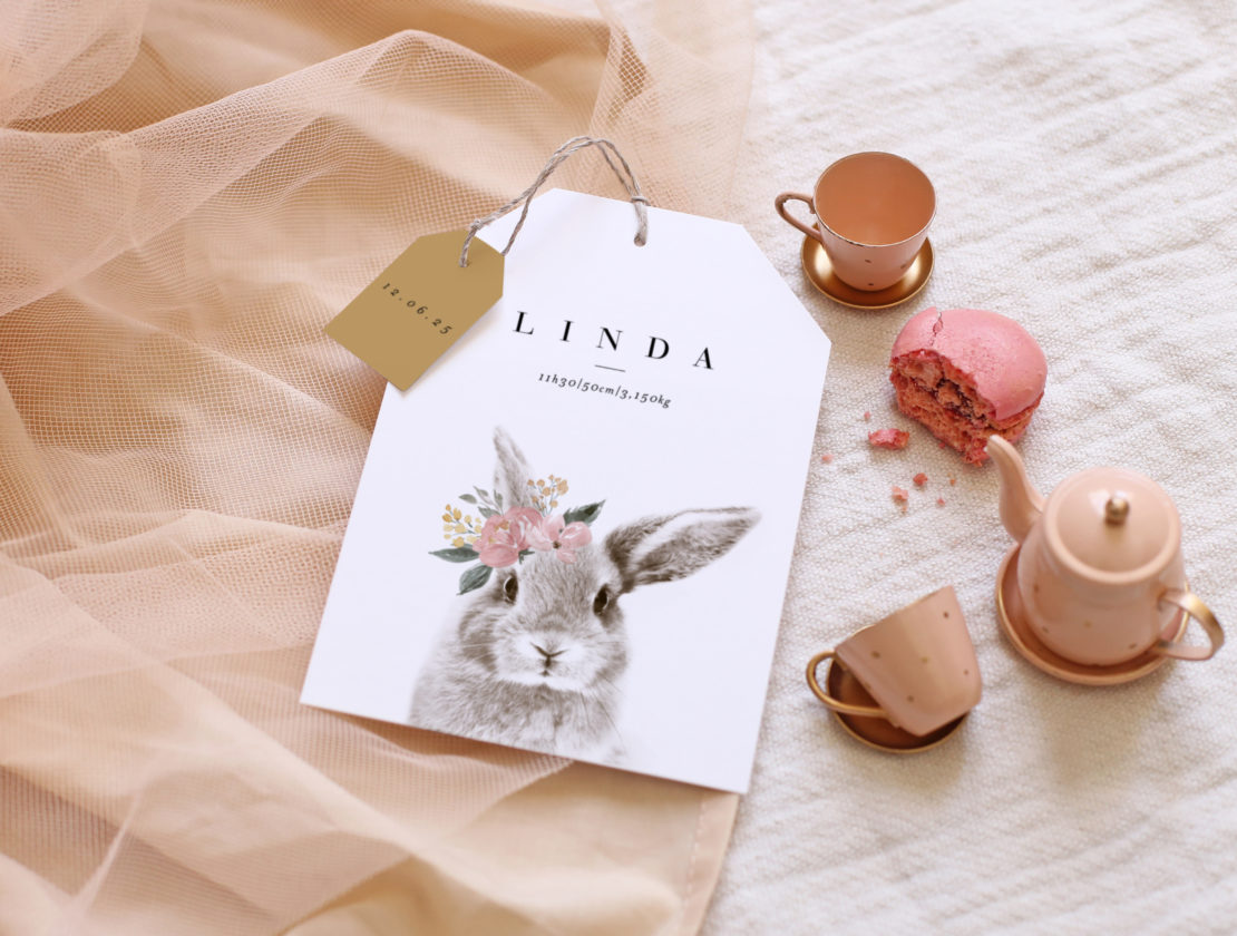 Inside Cotton Bird Archive - Cotton Bird Neuigkeiten und Entwicklungen